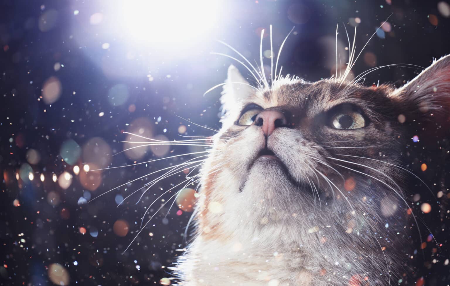 Quantum Computing Modalities: Superconducting Cat Qubits